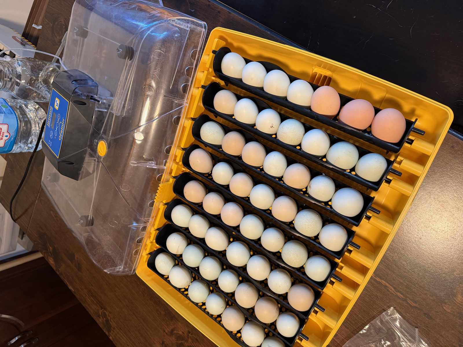 Building a Small Hatchery Business – Mother Earth News